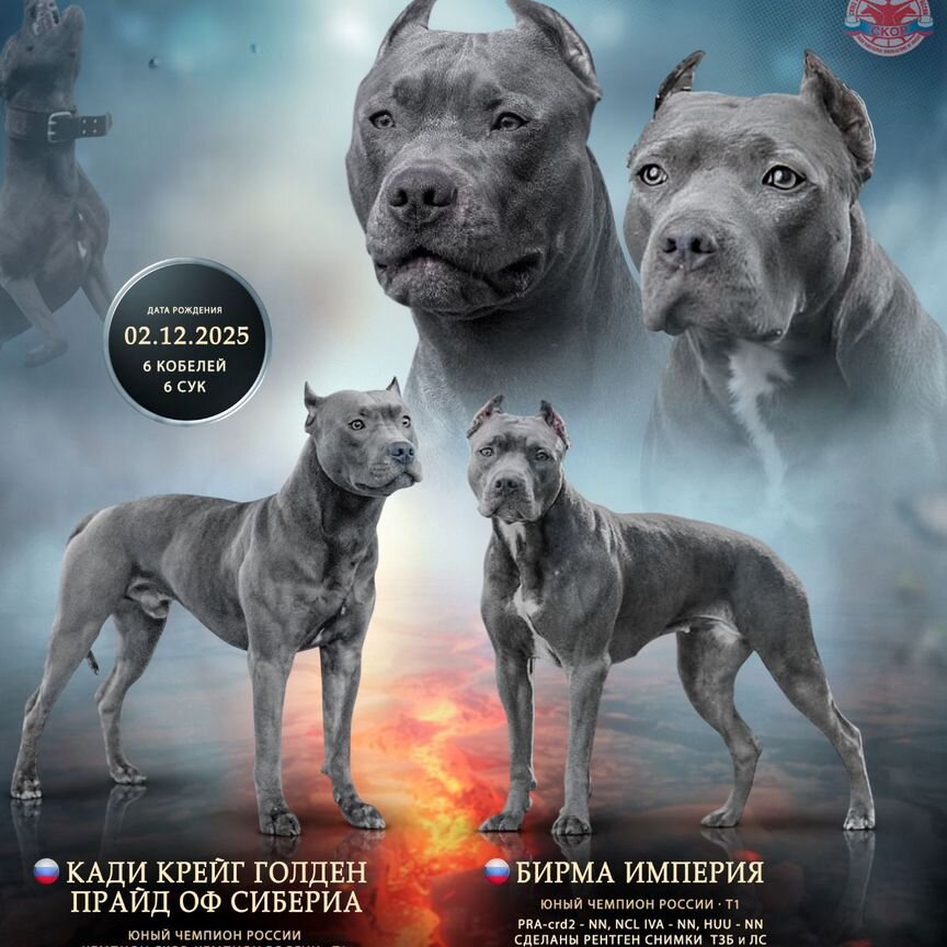 Американский питбультерьер, щенок