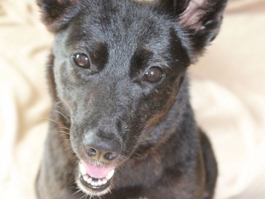 Черри ищет дом