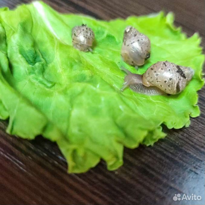 Детки ахатины