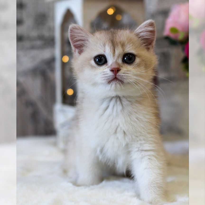 Милашка золотая шиншилла