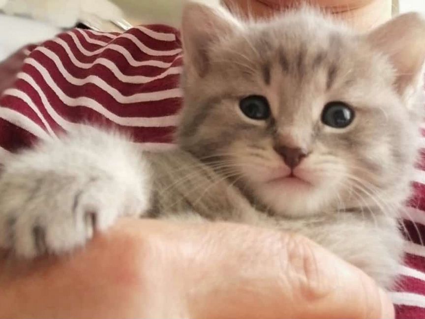 Кошка