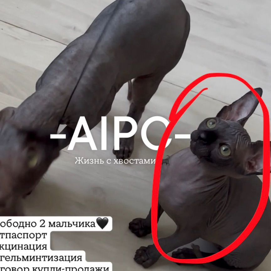 Канадский сфинкс котёнок