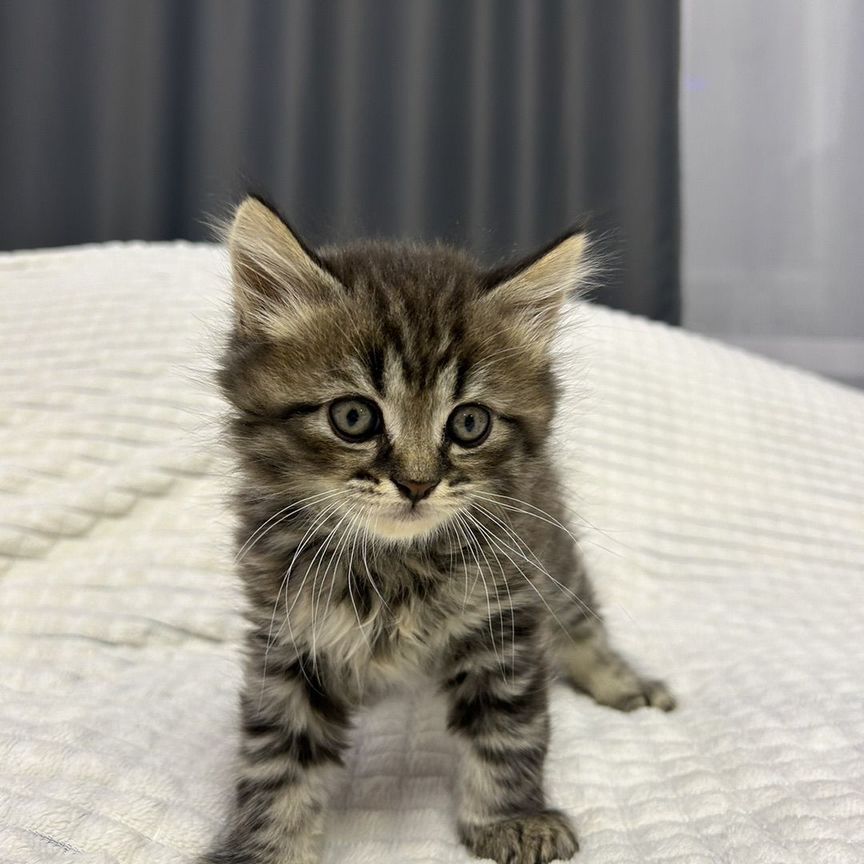 Котенок