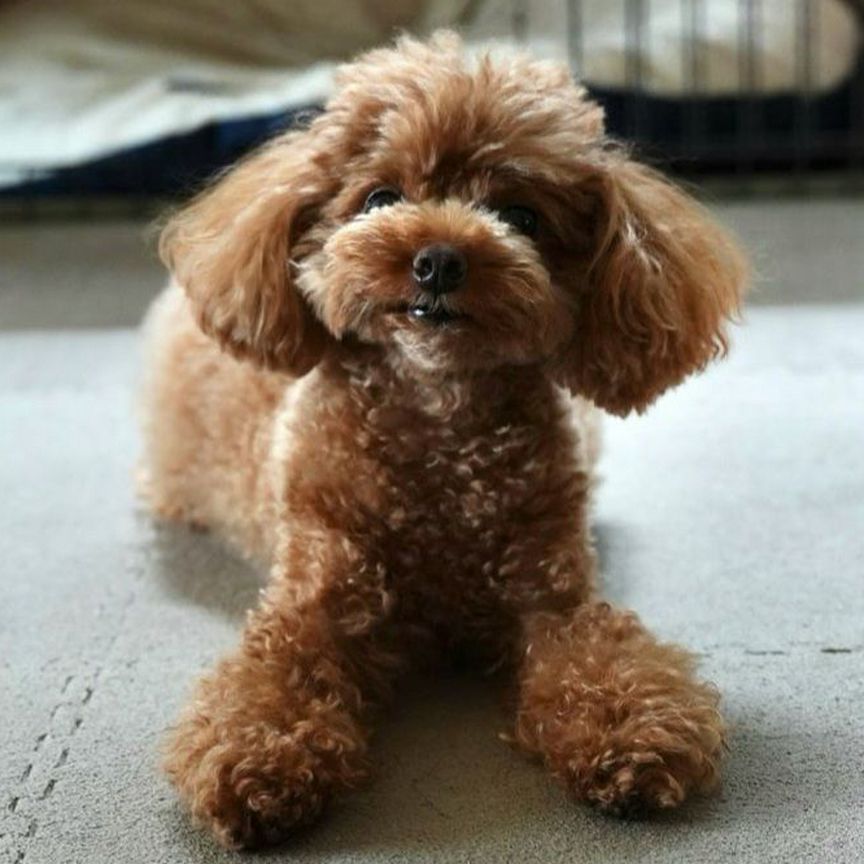 Той-пудель, щенок