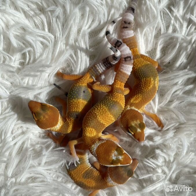 Эублефары Blood