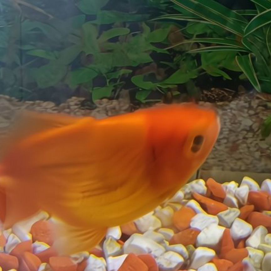 Рыбка золотая