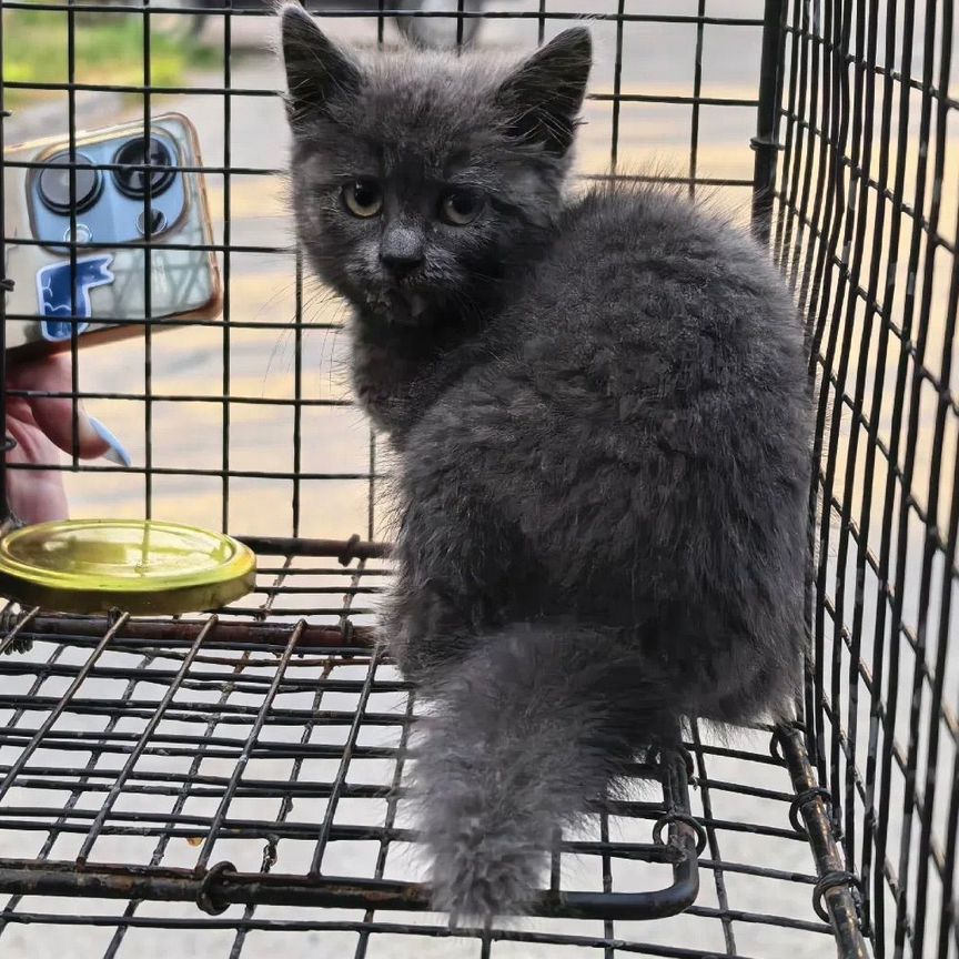 Котёнок в добрые руки