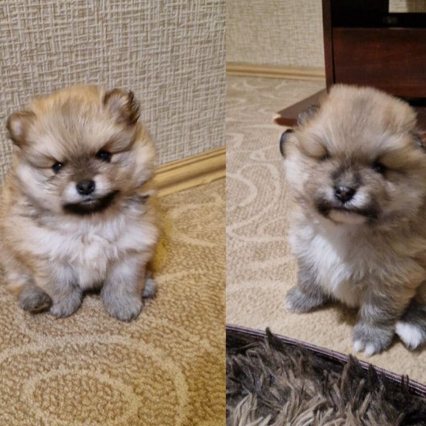 Померанский шпиц, щенок