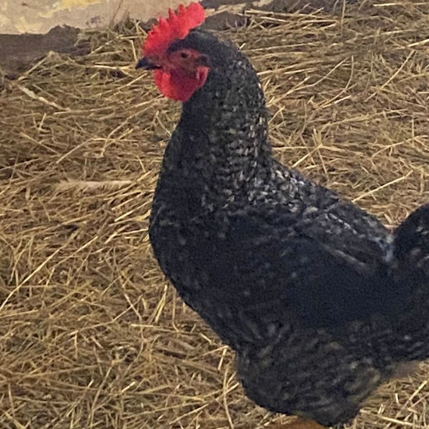 Молодые петухи, обмен на кур 1:1