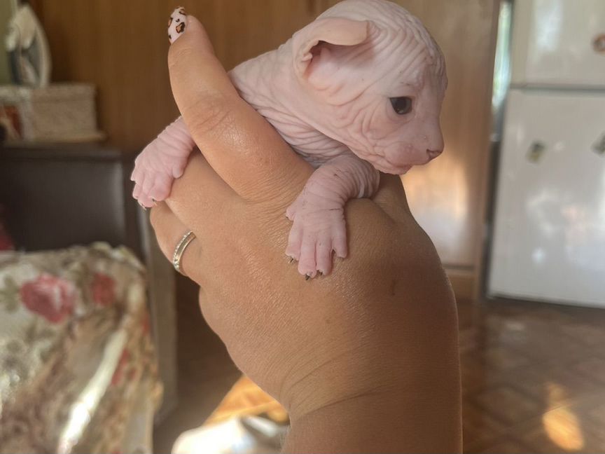 Канадский сфинкс котенок