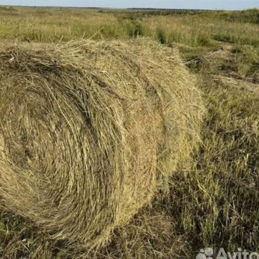 Продам сено в рулонах