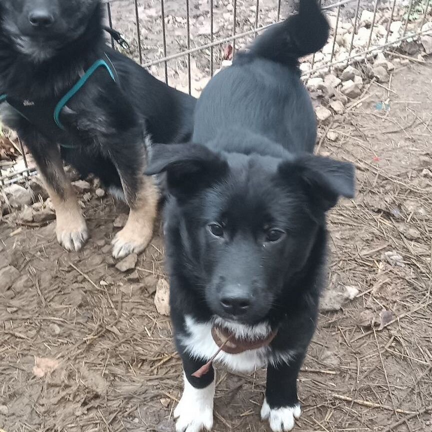 Щенок в добрые руки