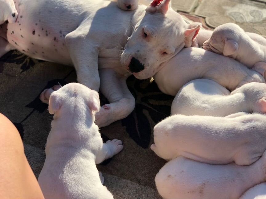 Аргентинский дог щенки