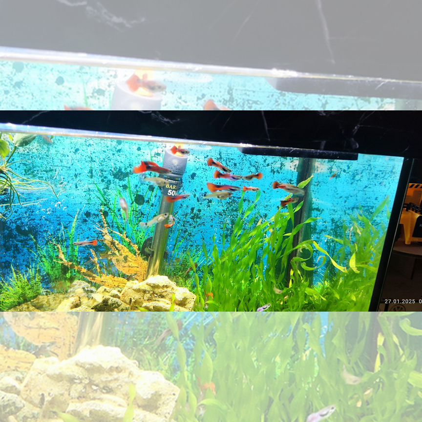 Водоросли, гуппки