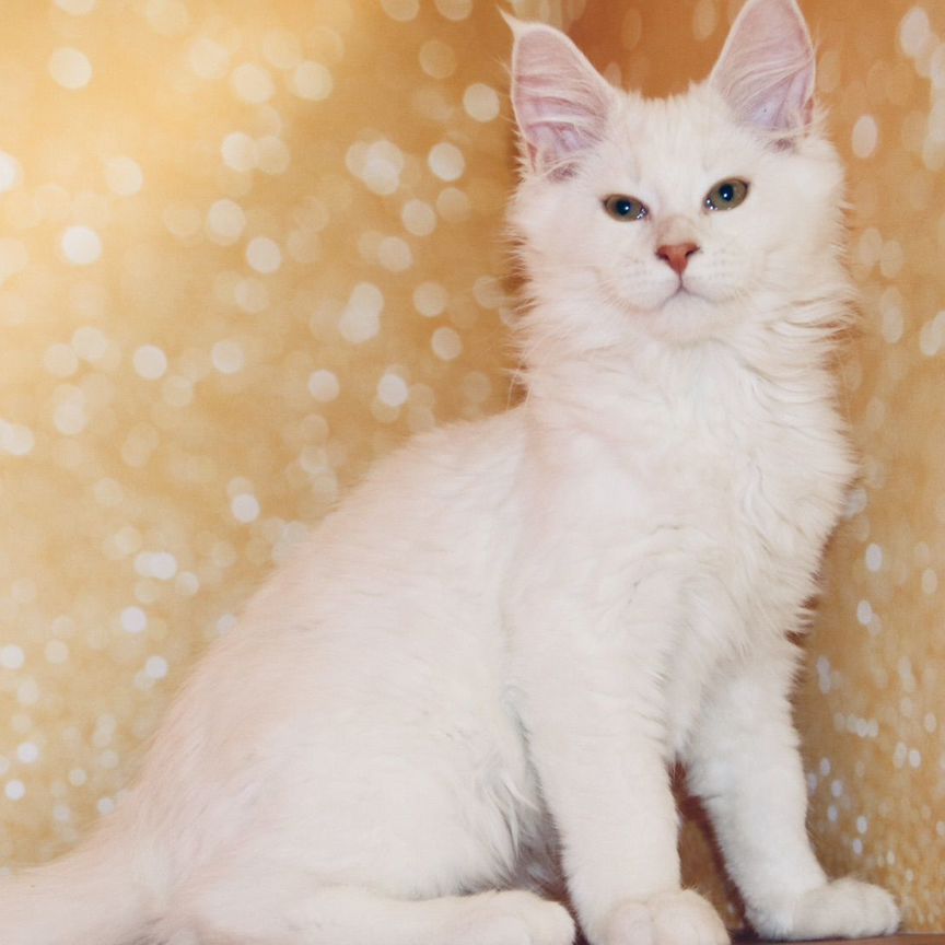 Мейн-кун котёнок