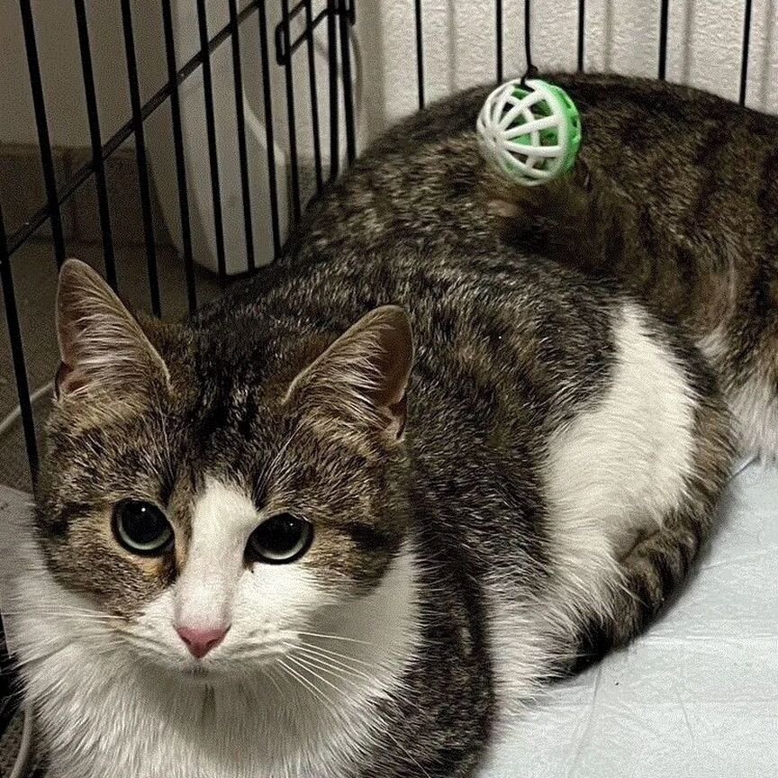 Котёнок очень хочет попасть домой
