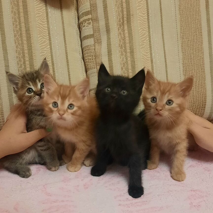 Отдам в хорошие добрые руки котят (1,5 мес.)