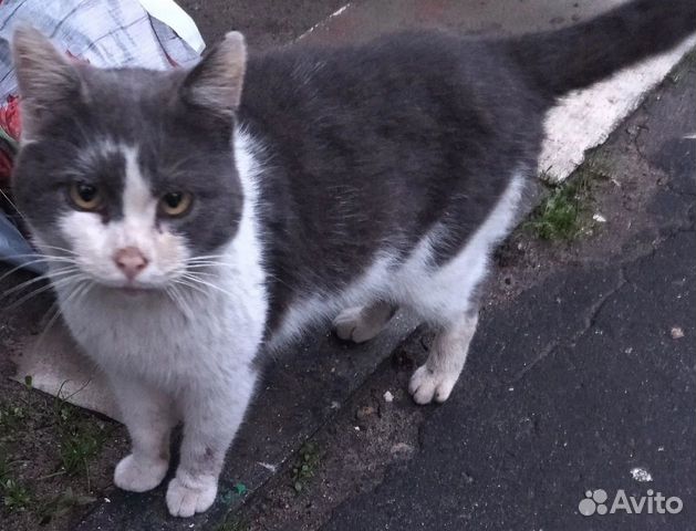 Скитается выброшенный красивый ласкуша-котик