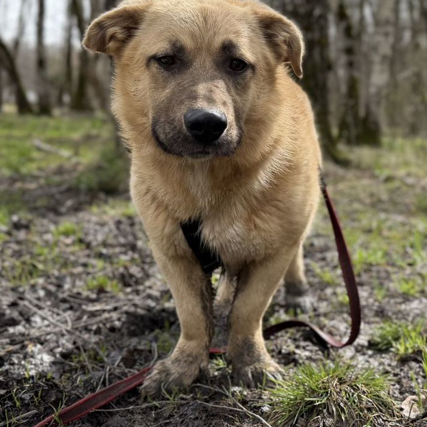 Взрослый пёс в добрые руки