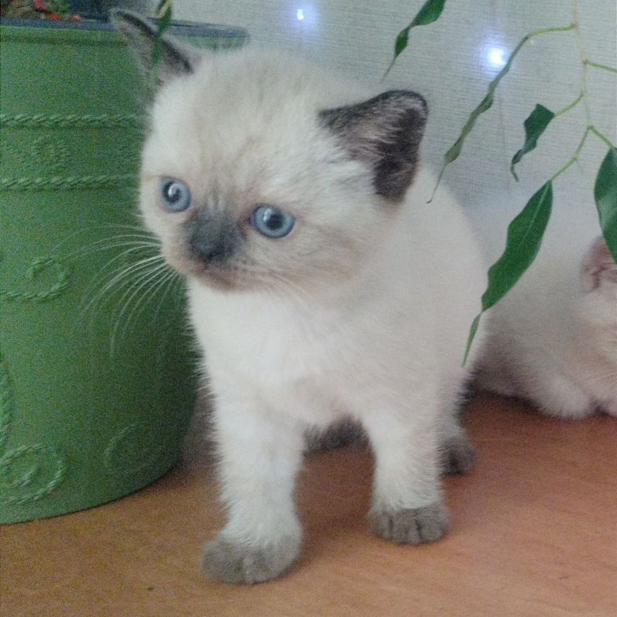 Котята