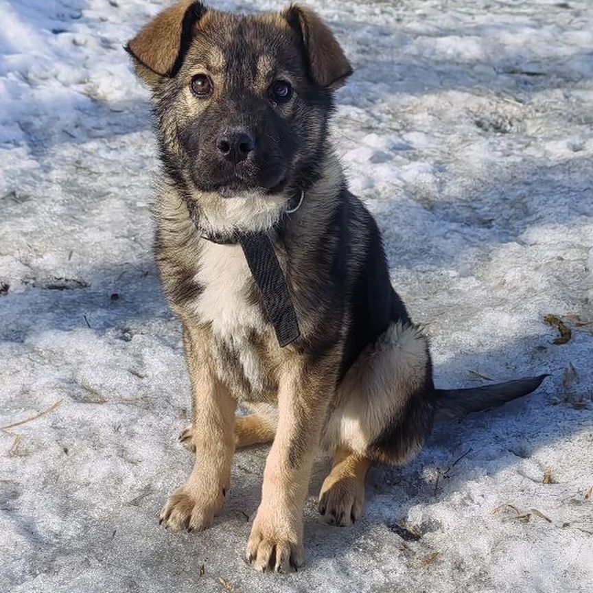 Немецкая овчарка, щенок