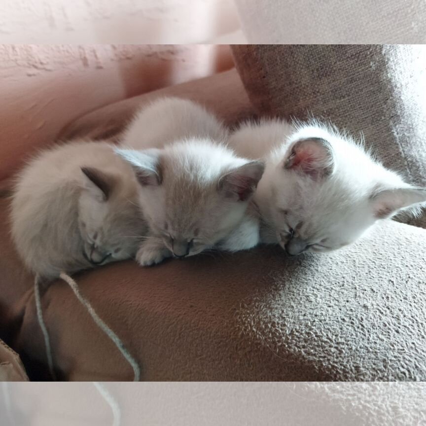 Голубоглазые котята