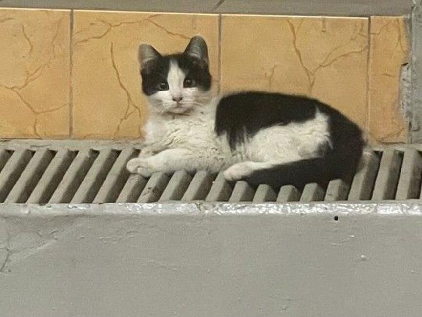 Котёнок из подъезда в добрый руки