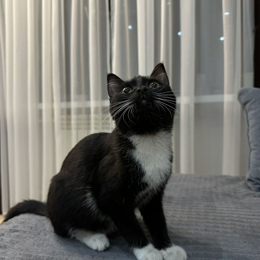 Котенок