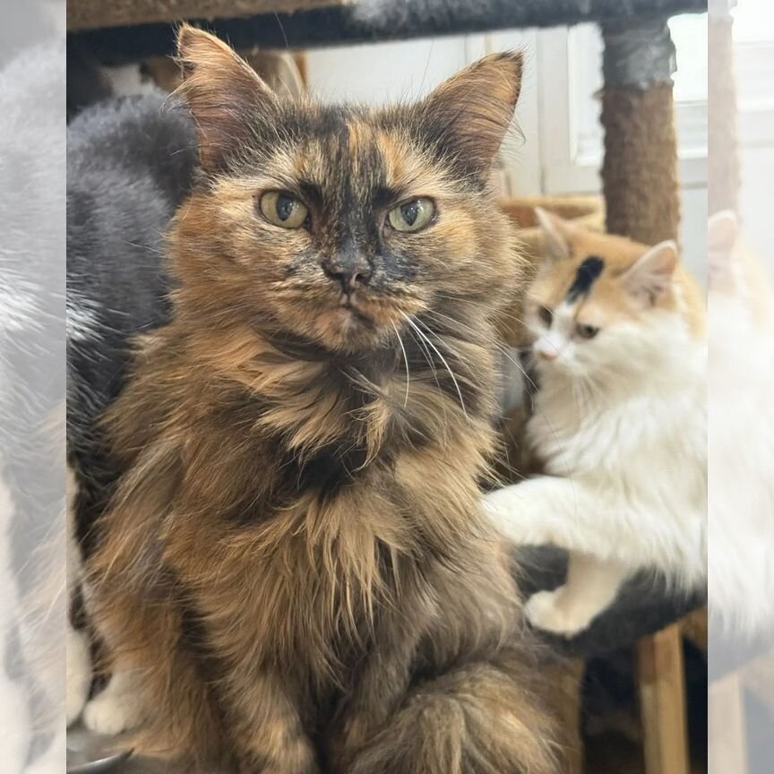 Взрослая, кошка в добрые руки