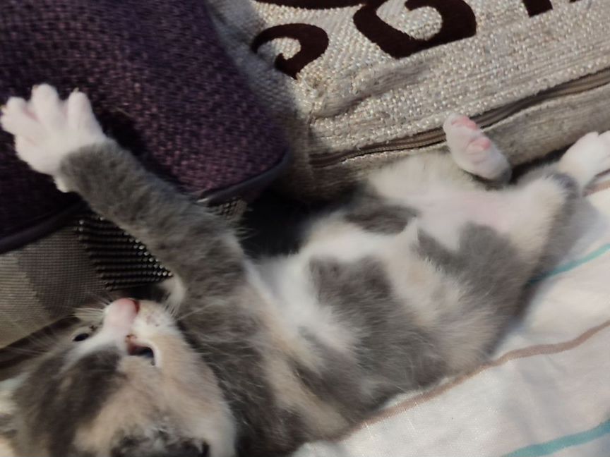 Котенок