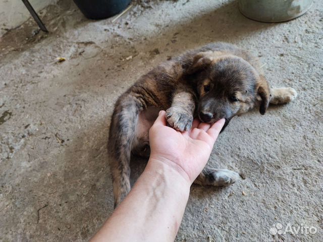 Отдам в хорошие руки щенка девочку