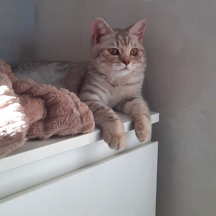 Шотландский кот в добрые руки