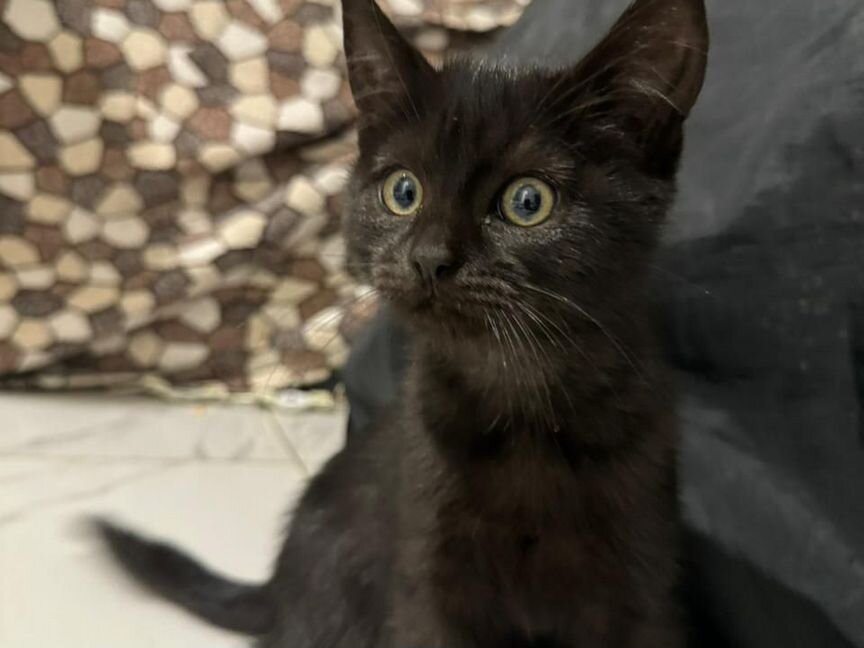 Отдам котят британцы