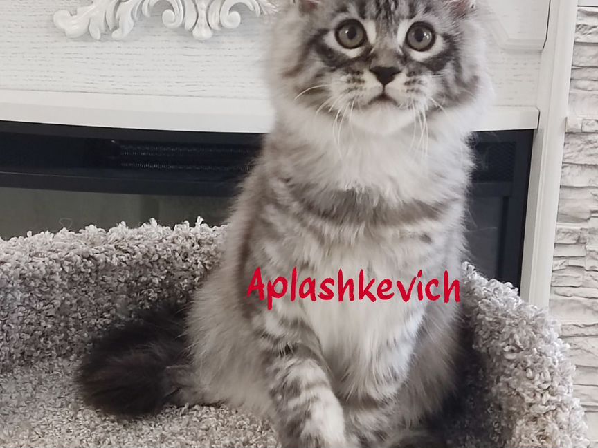 Мейн Кун котенок из профессионального питомника