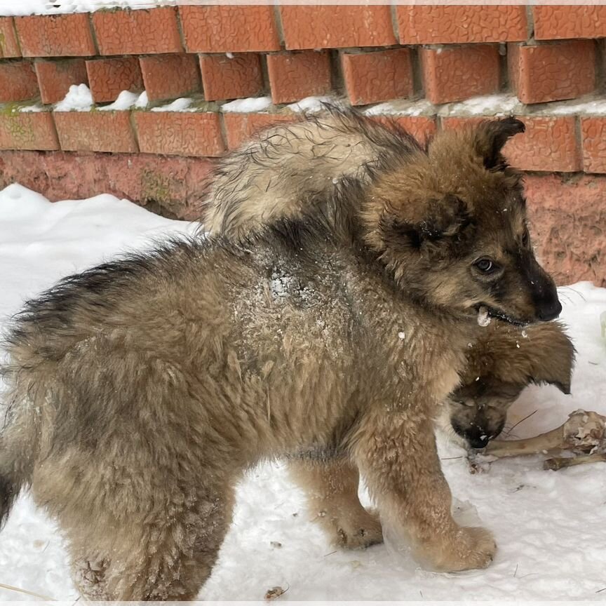 Щенок в добрые руки