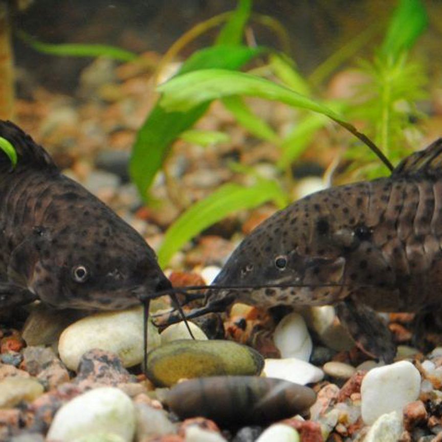 Сомик в добрые руки