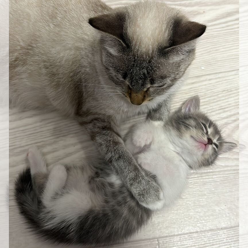 Взрослая, Девочка кошка в добрые руки