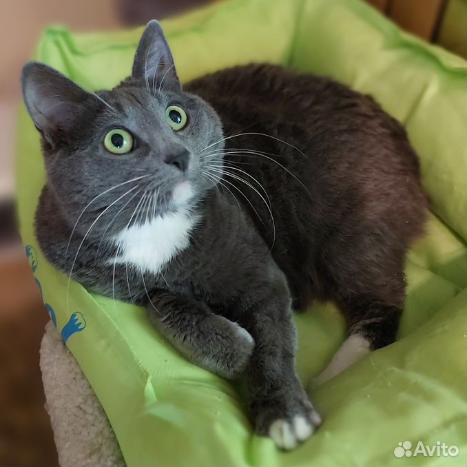 Кошка метис русской голубой в дар