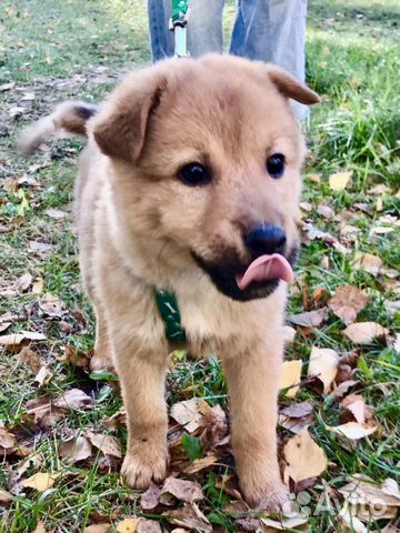 Щенок мальчик 3,5 месяца