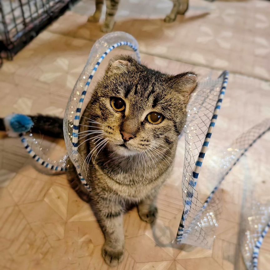 Серый котик Пельмень