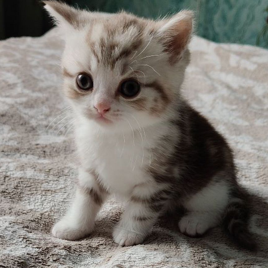 Шотландский прямоухий короткошёрстный котёнок