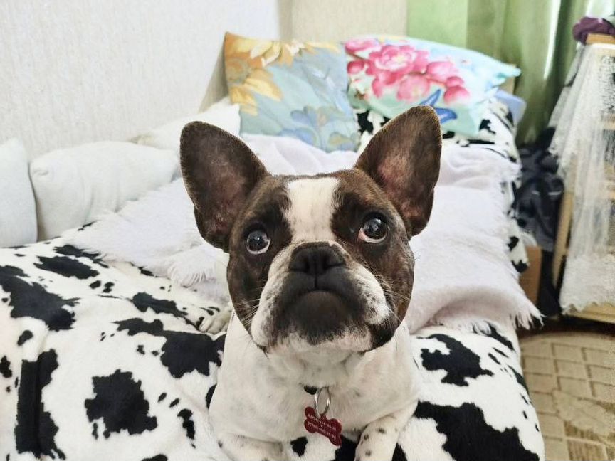 Французский бульдог Бэлла в добрые руки