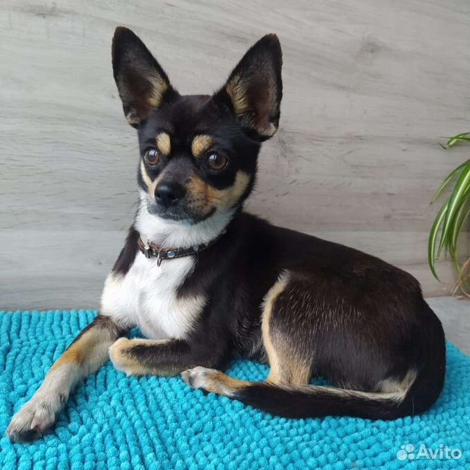 Чихуахуа сука в добрые руки в дар