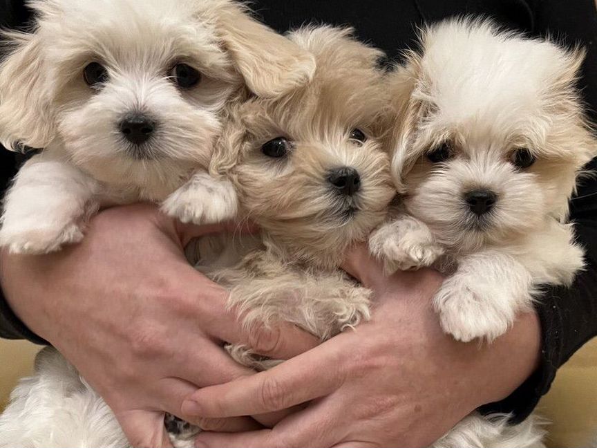 Щенки мальтипу F1