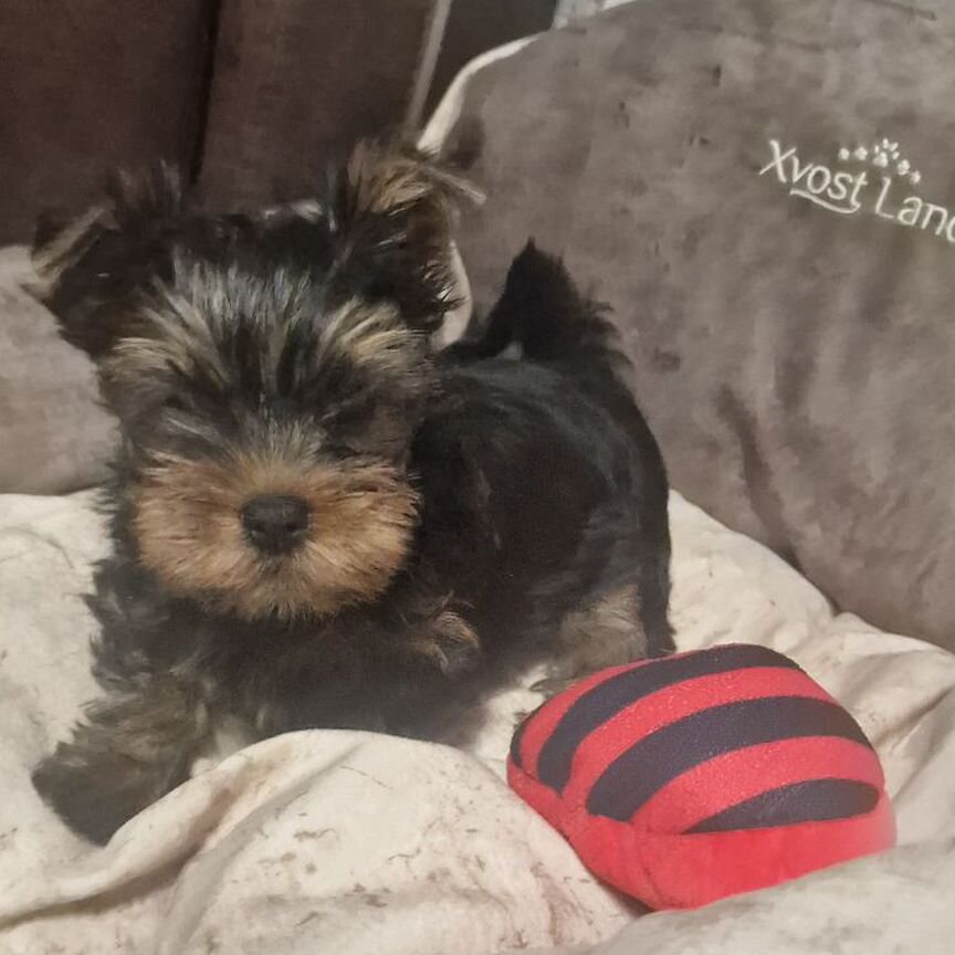 Йоркширский терьер, щенок