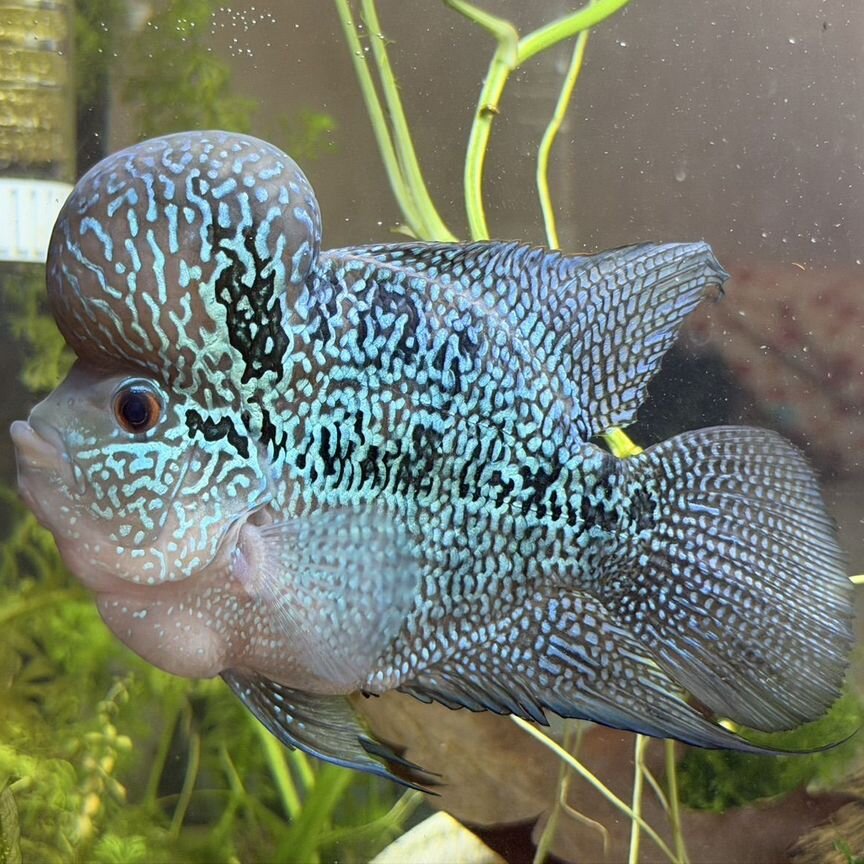 Фловер хорн (флауэрхорн)