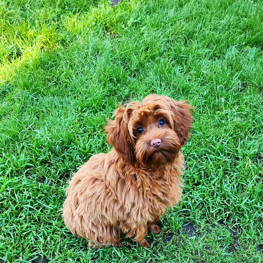 Рыжая красотка