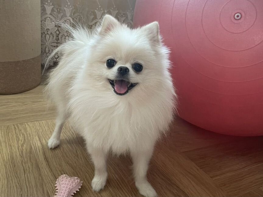 Померанский шпиц мини девочка вязка