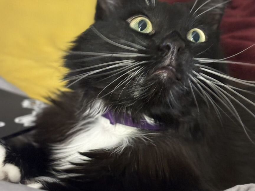Котик ищет дом