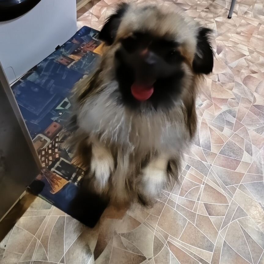 Померанский шпиц, щенок